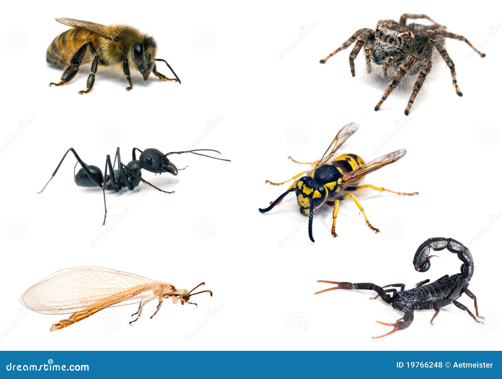 Set Insects Isolated on White Stock Photo - Image of insect, black ...