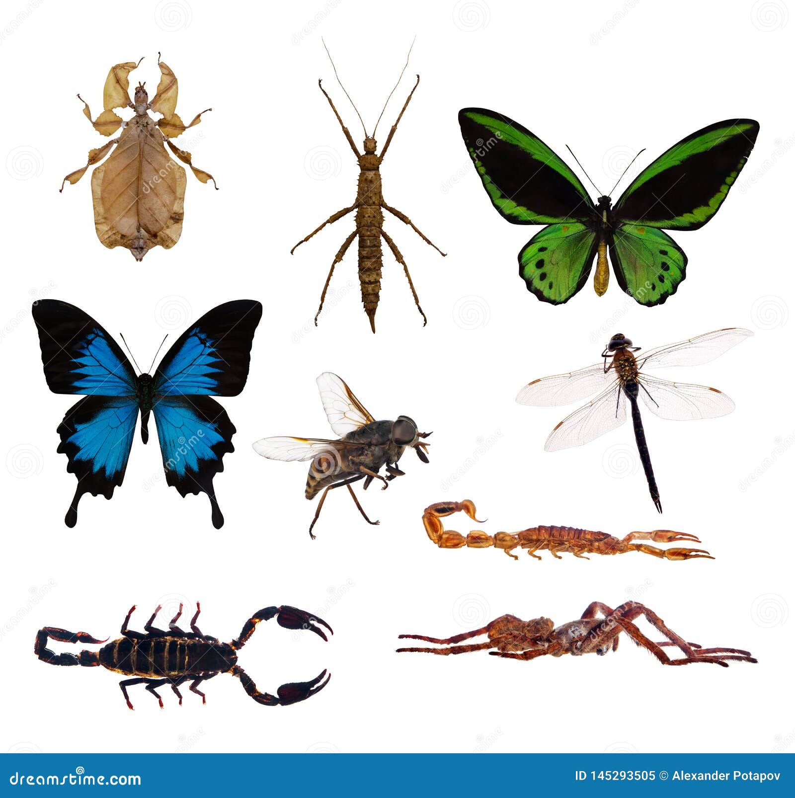 Nine Insects Isolated on White Stock Image - Image of close, wildlife ...