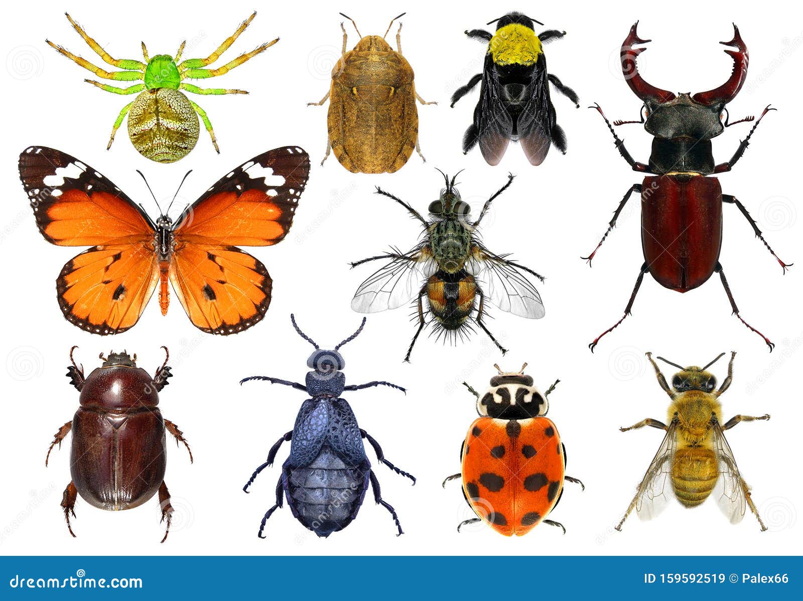 Set of insects stock image. Image of background, walking - 159592519