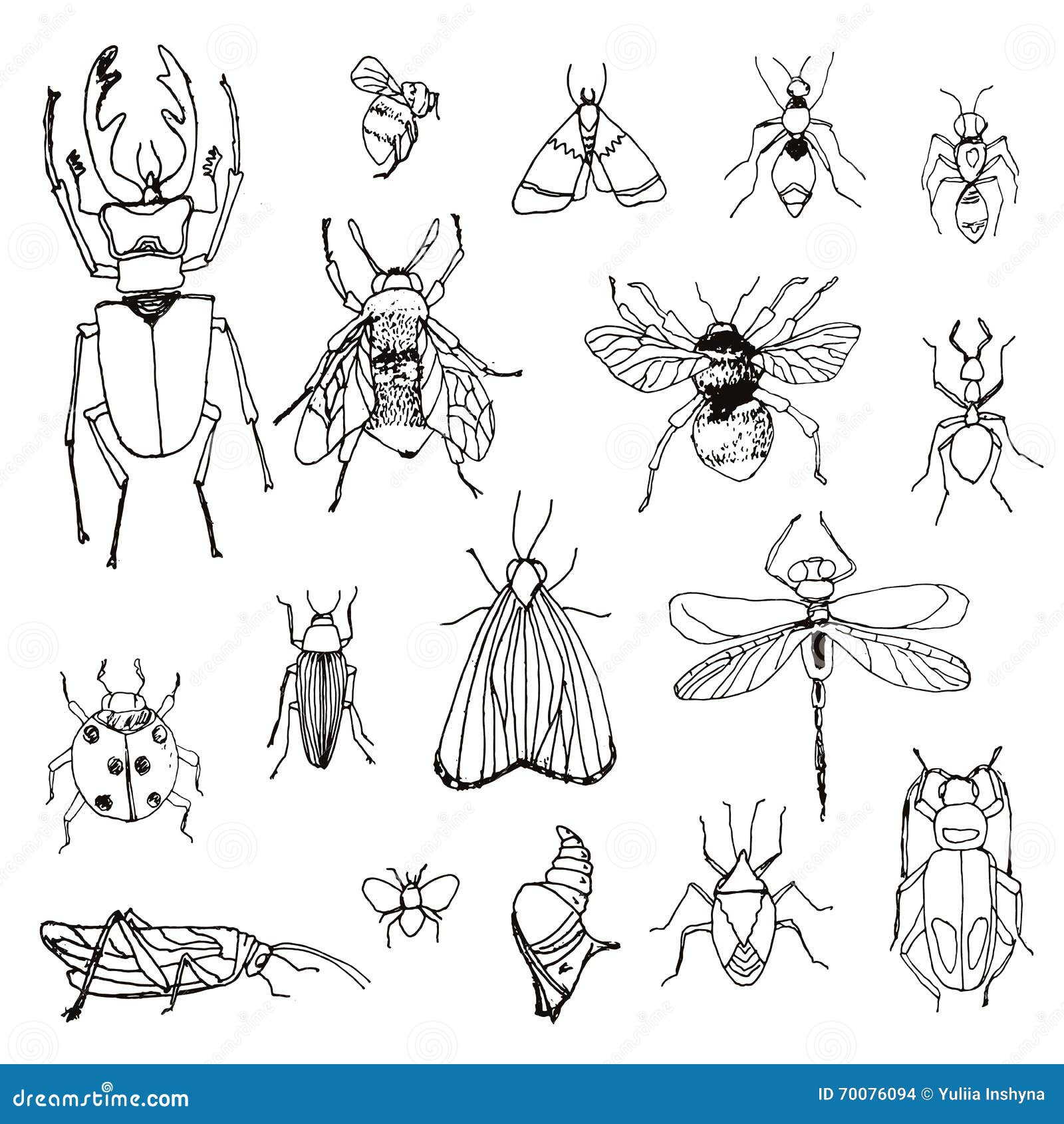 Set of insects , sketch stock vector. Illustration of centipede - 70076094