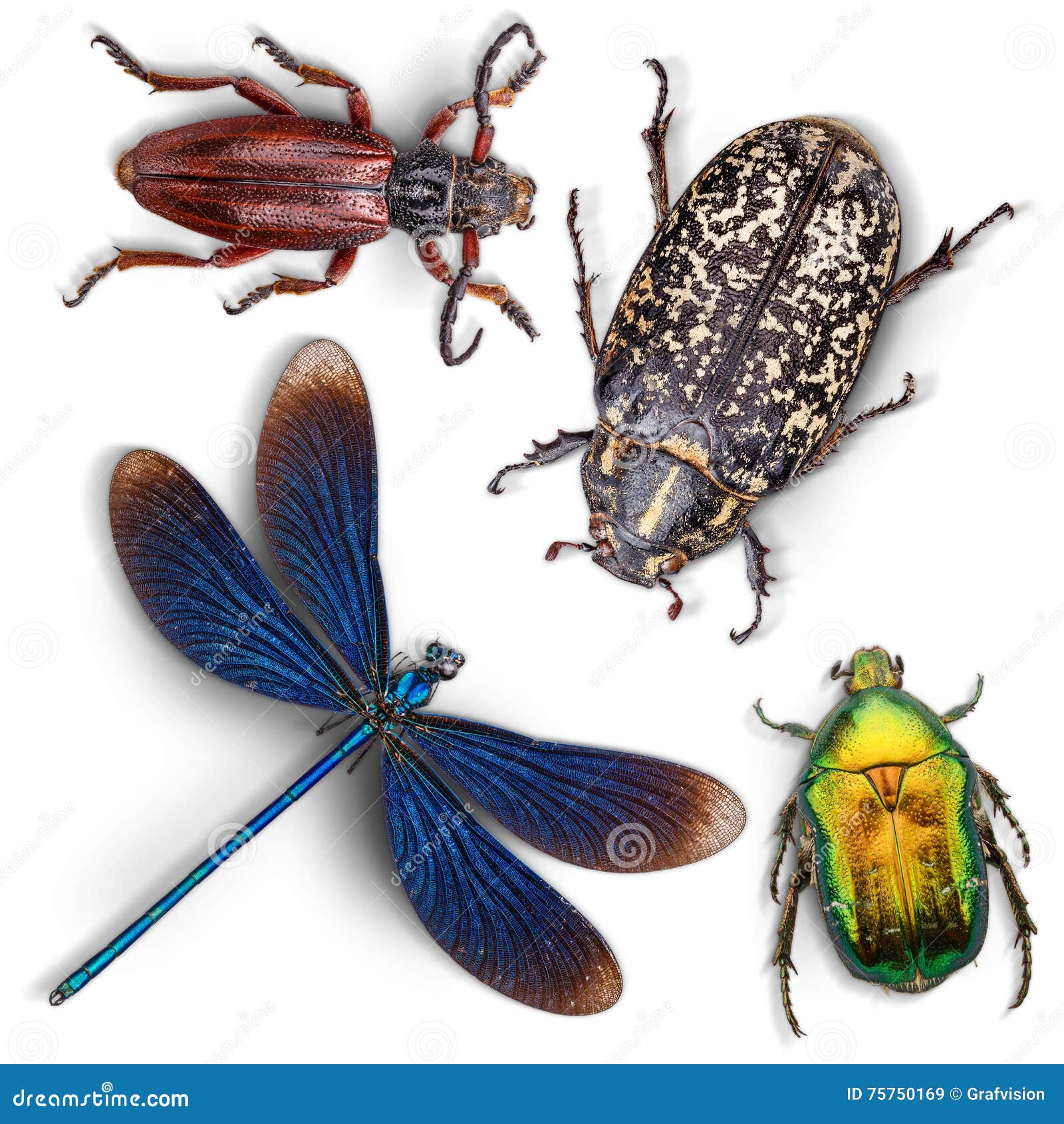 Set of insects stock image. Image of dragonfly, white - 75750169