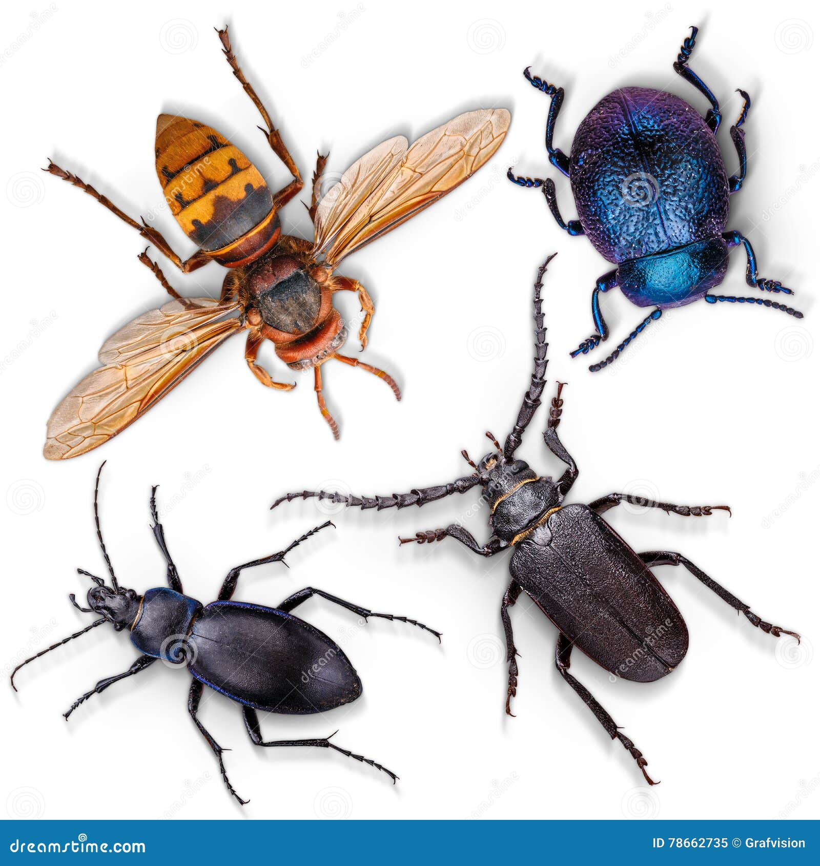 Set of insects on white stock image. Image of animals - 78662735