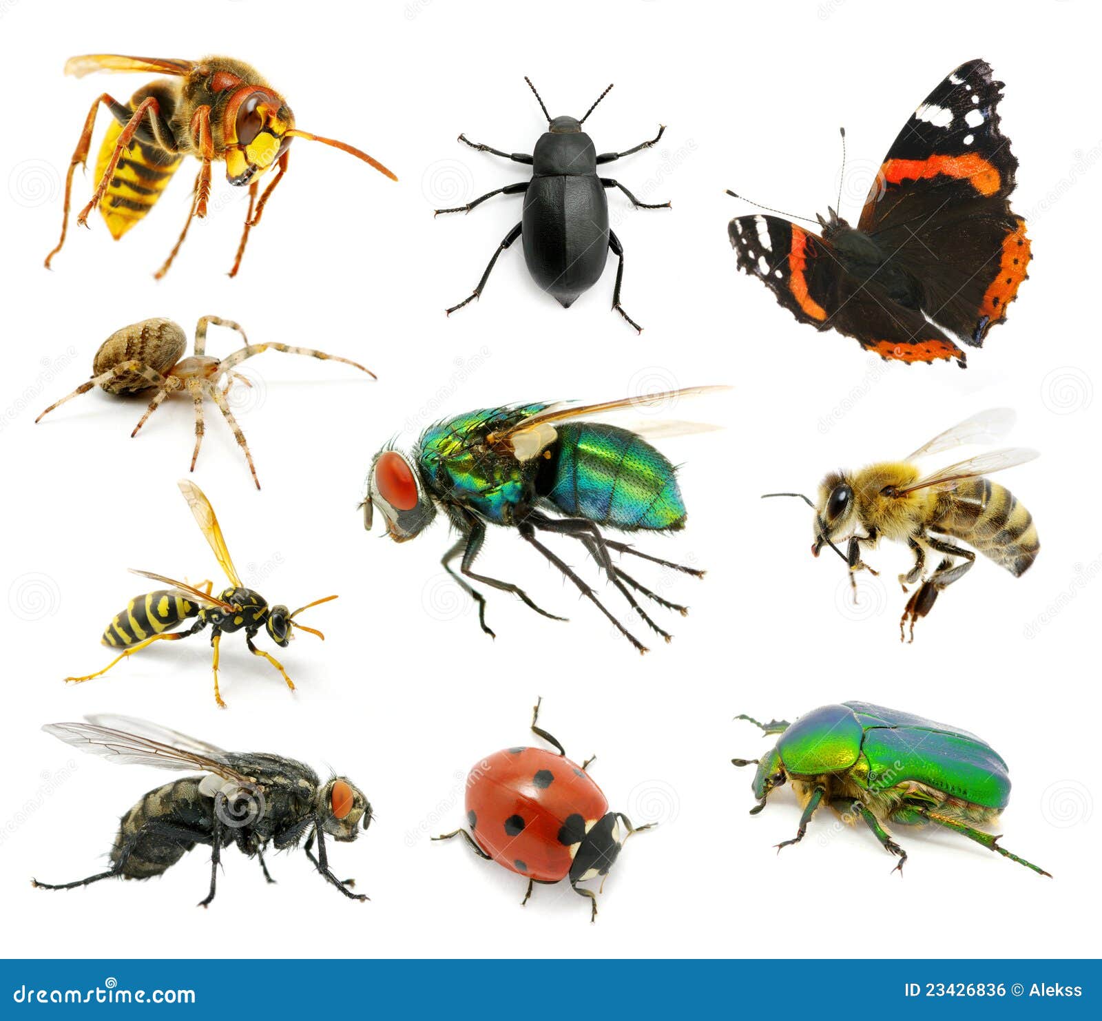 Set Insekte stockfoto. Bild von ansammlung, wespe, wildnis - 23426836