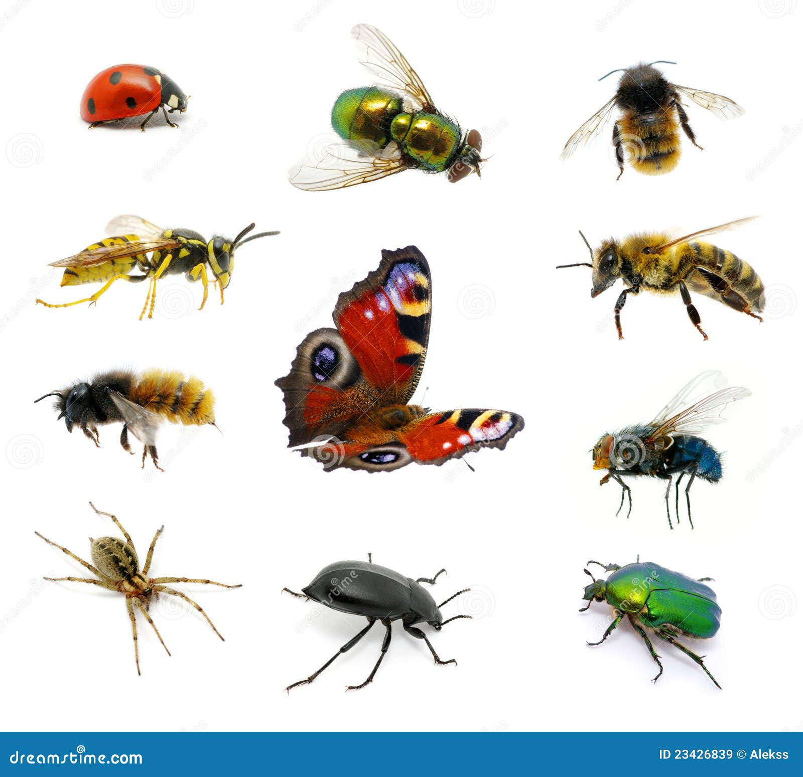 Set Insekte stockbild. Bild von makro, wildnis, käfer - 23426839