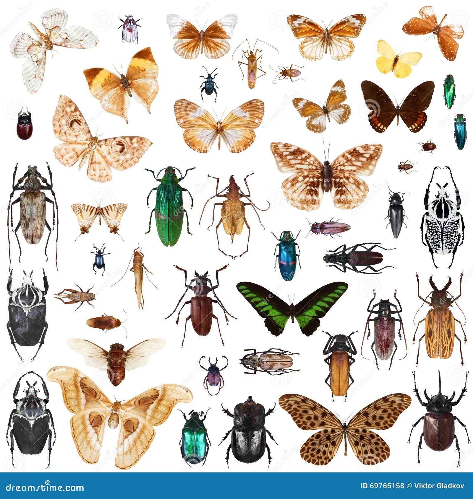 Set Insekte stock abbildung. Illustration von bild, auslegung - 69765158