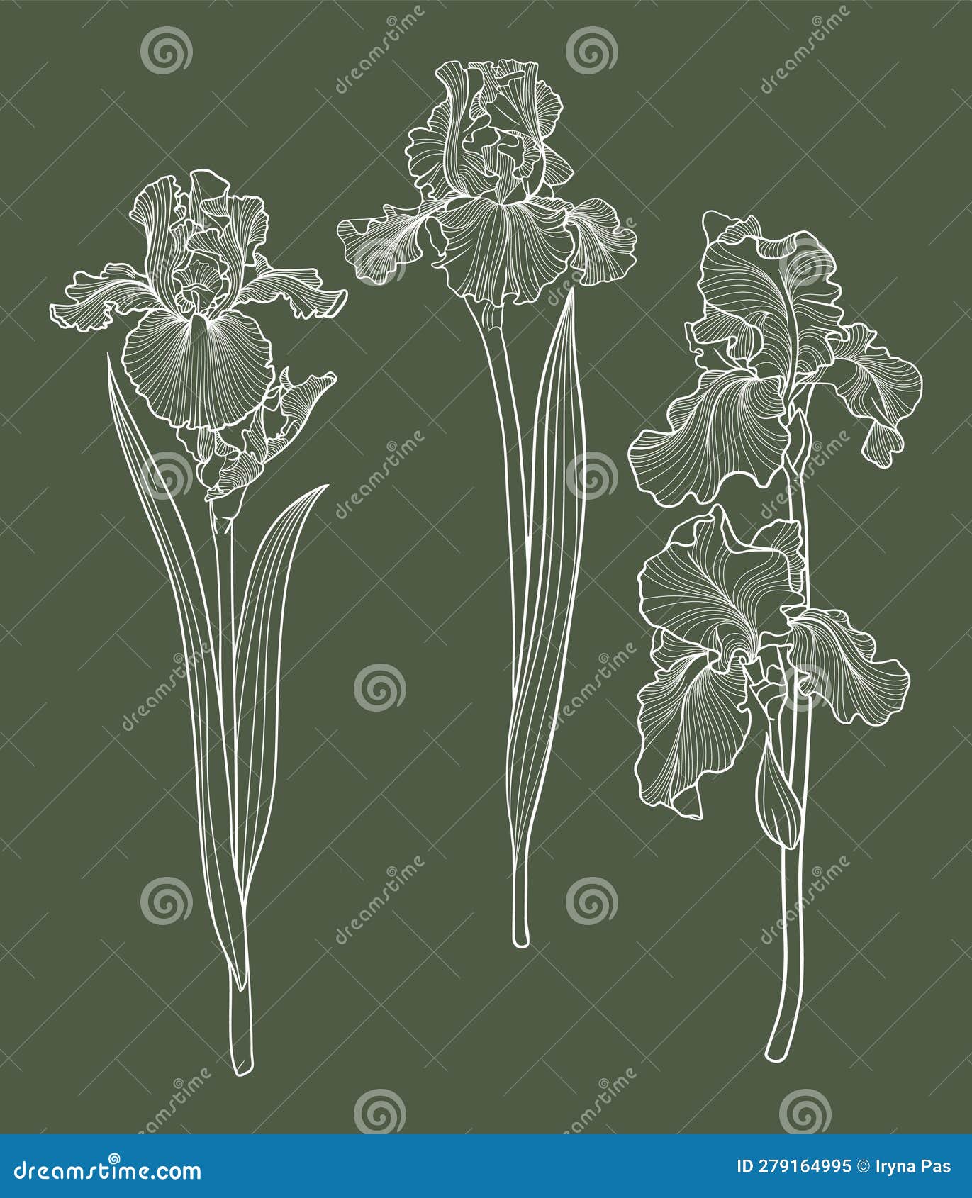 Set of Iris Flowers, Floral Vector Illustration Stock Vector ...