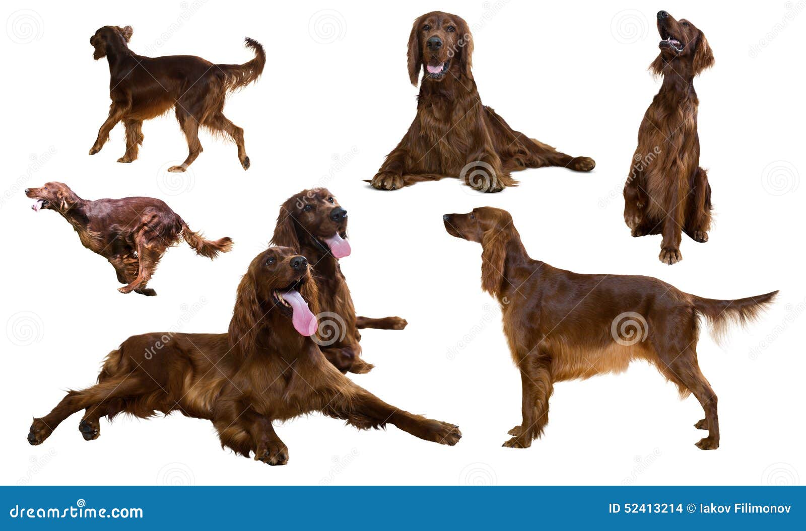 Set of Irish Setters on White Stock Photo - Image of adult ...