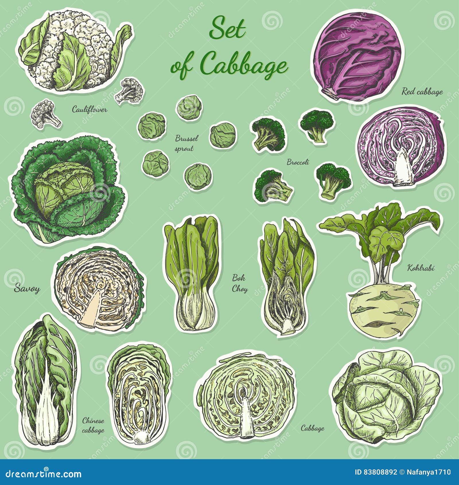 Set of Isolated Colored Label Cabbage Stock Vector - Illustration of ...