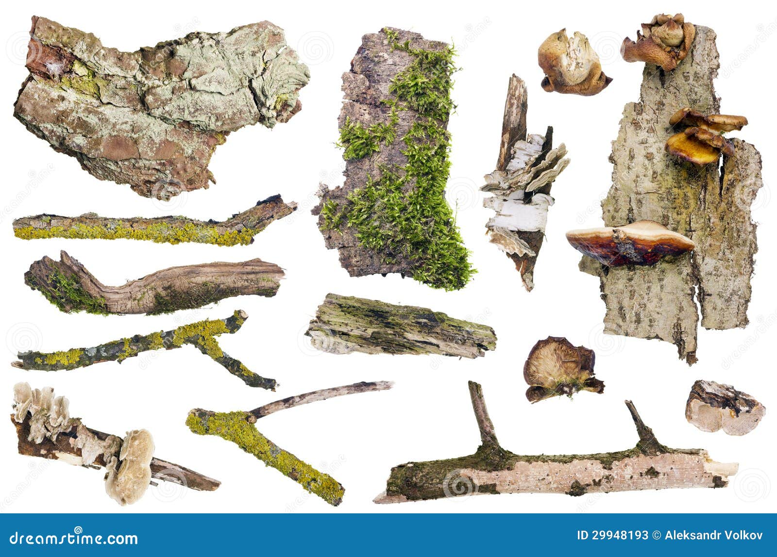 Set of Isolated Forest Elements Stock Image - Image of flora, bark ...