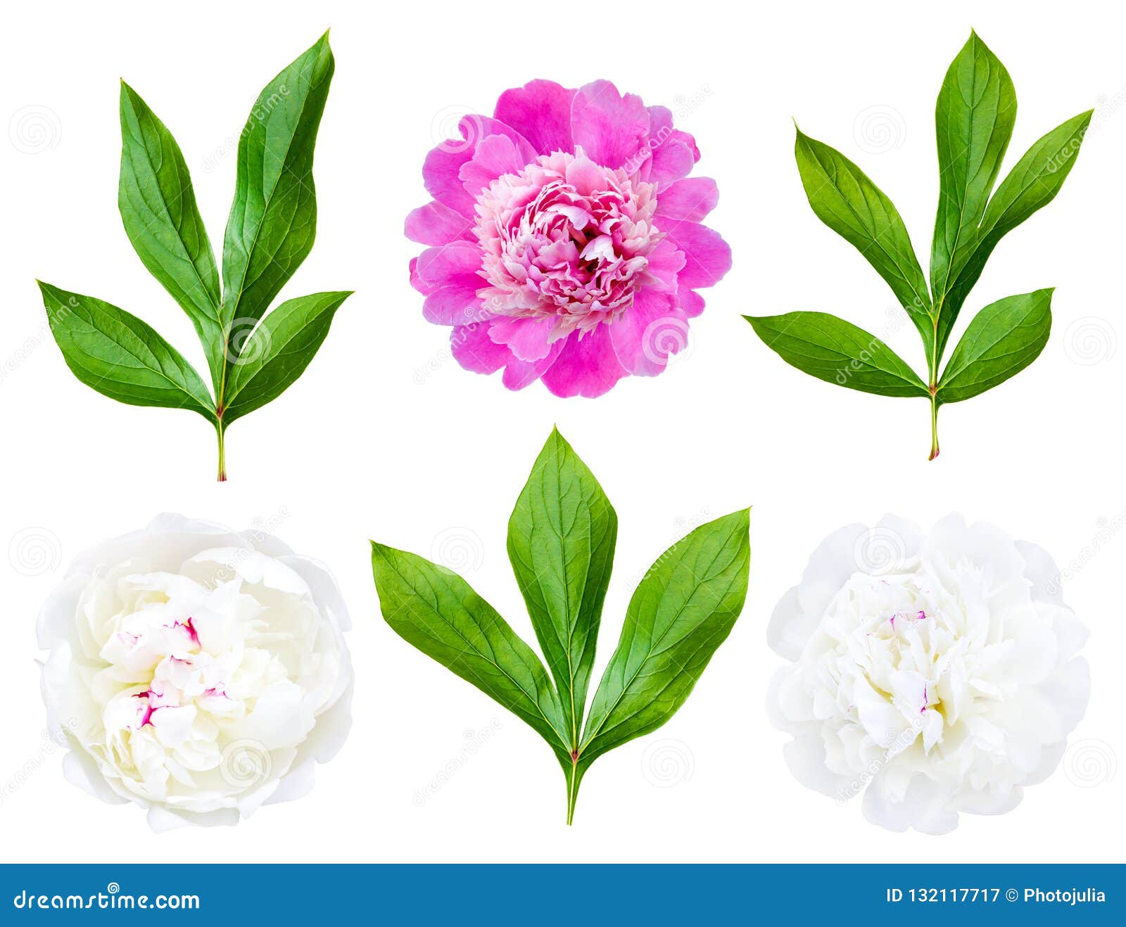 Set of Isolated Flowers and Leaves: White Peony, Pink Peony, Green ...