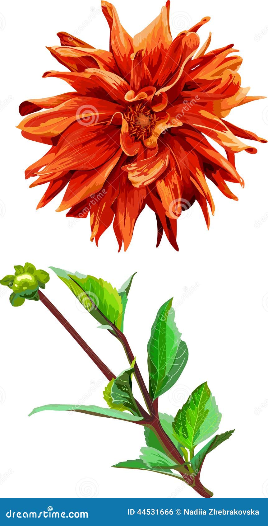 Set of Isolated Georgina Flower and Leaves 3 Stock Illustration ...