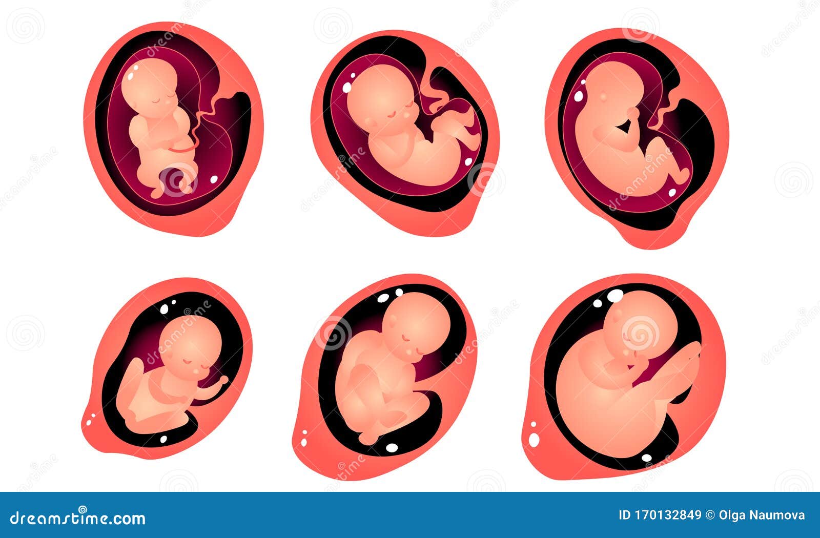 Stages of Embryo Development in Womb Vector Illustration Stock Vector ...