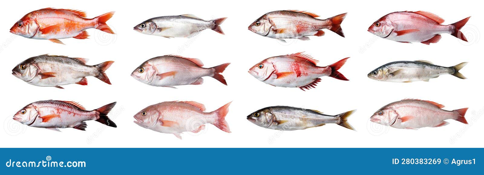 Set of Isolated Illustrations of Different Fresh Fish. Generative AI ...