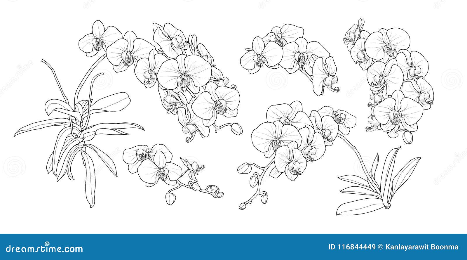 Set Of Isolated Orchid In 27 Styles Vector Illustration