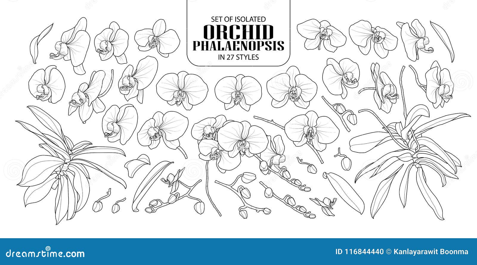 Set Of Isolated Orchid In 27 Styles Stock Vector Illustration Of