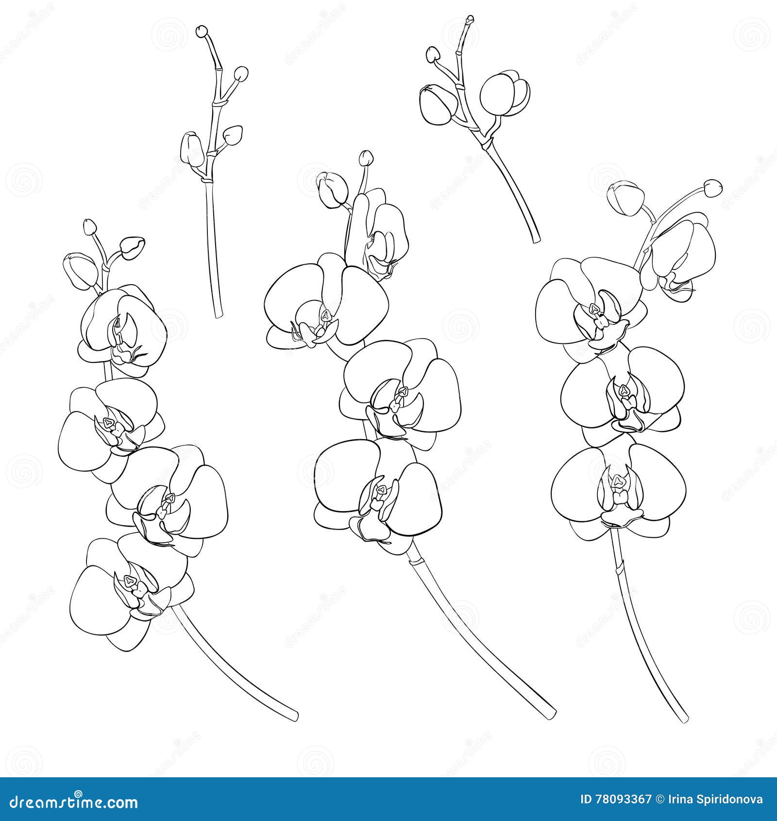 Set Of Isolated Orchids Stock Vector Illustration Of Graphic 78093367