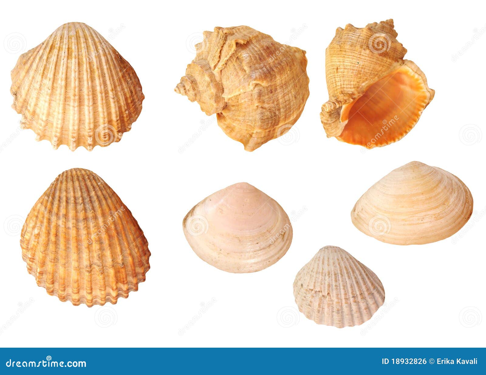 Set of isolated seashells stock photo. Image of theme - 18932826