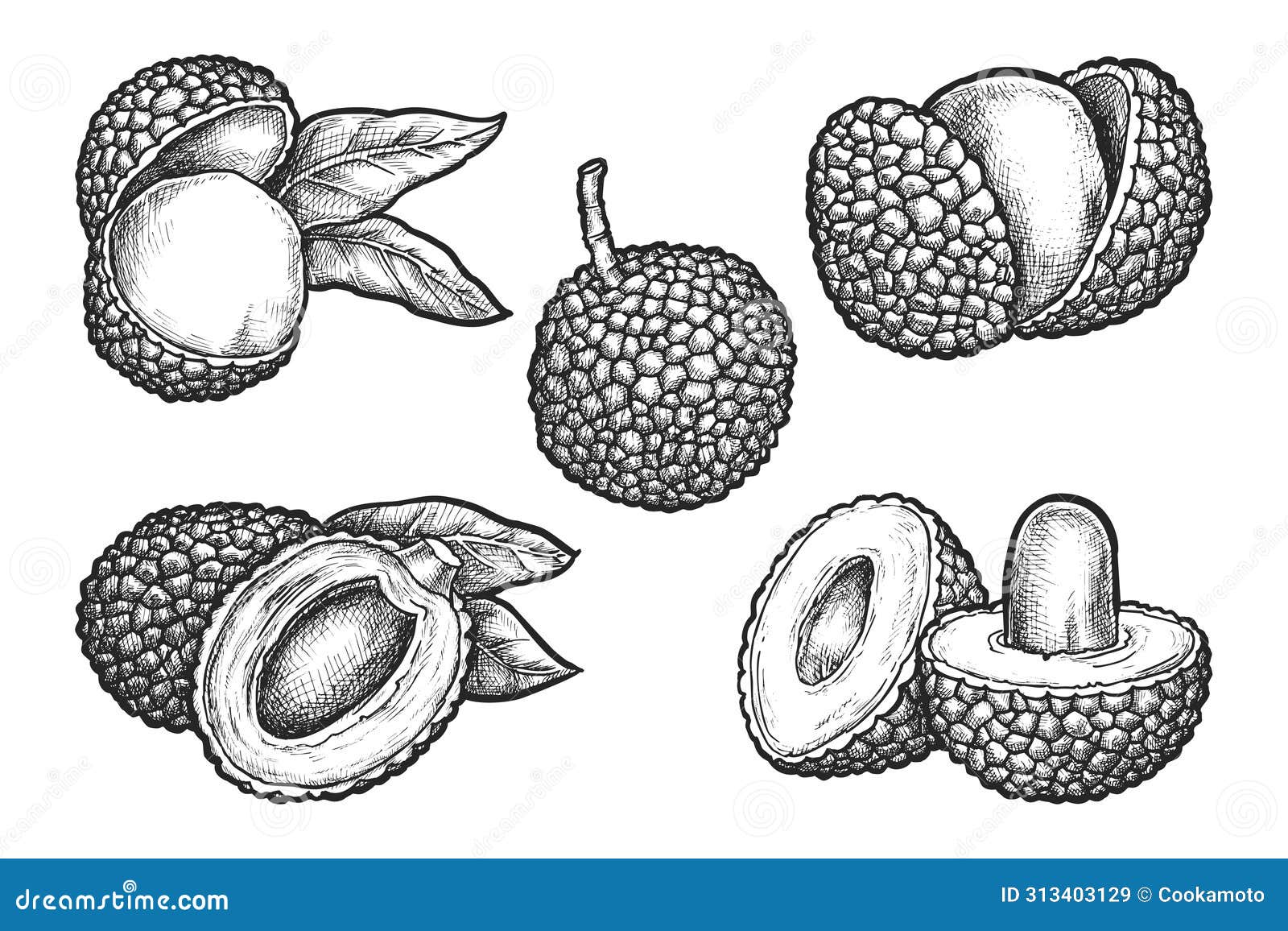Lychee Fruit Botanical Illustration Vintage Engraving Style Black And ...