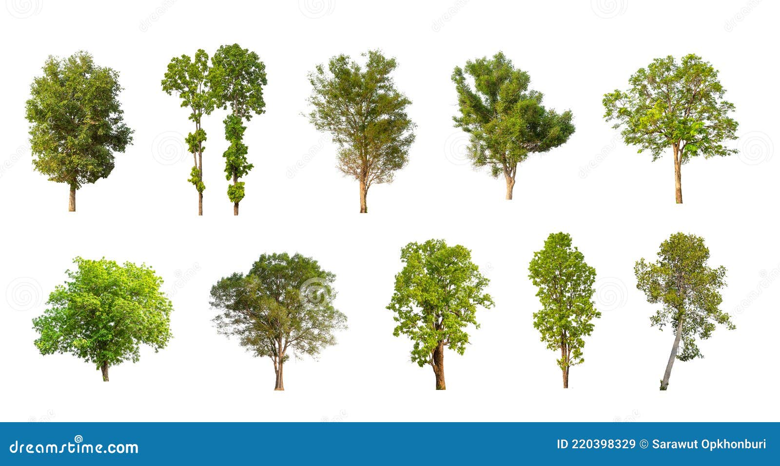 Set of Isolated Trees on White Background , the Collection of Trees ...