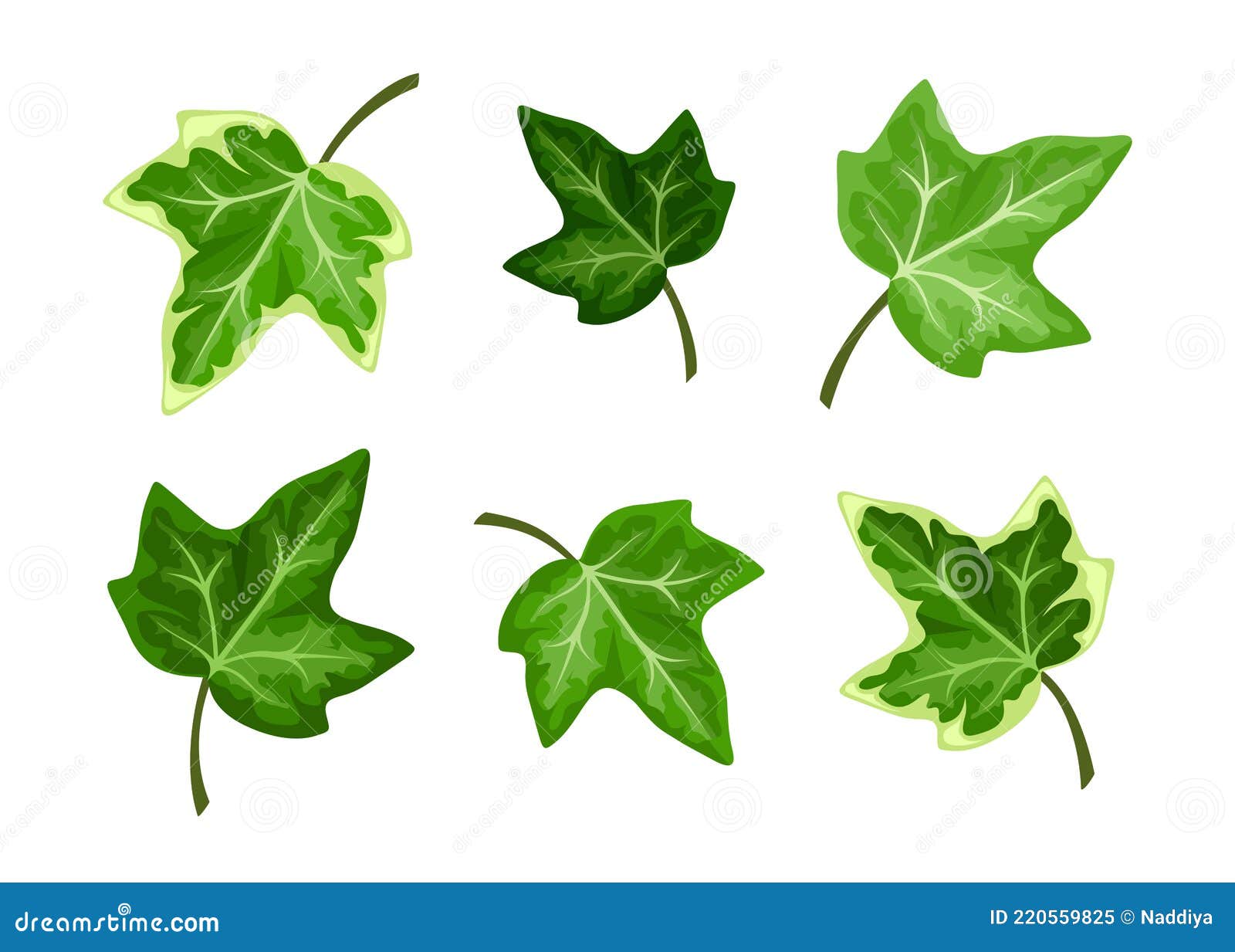 Set of Ivy Leaves. Vector Illustration. Stock Vector - Illustration of ...