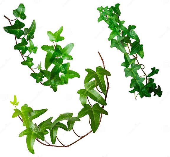 Set of Ivy Stems Isolated on White Stock Image - Image of nature, plant ...