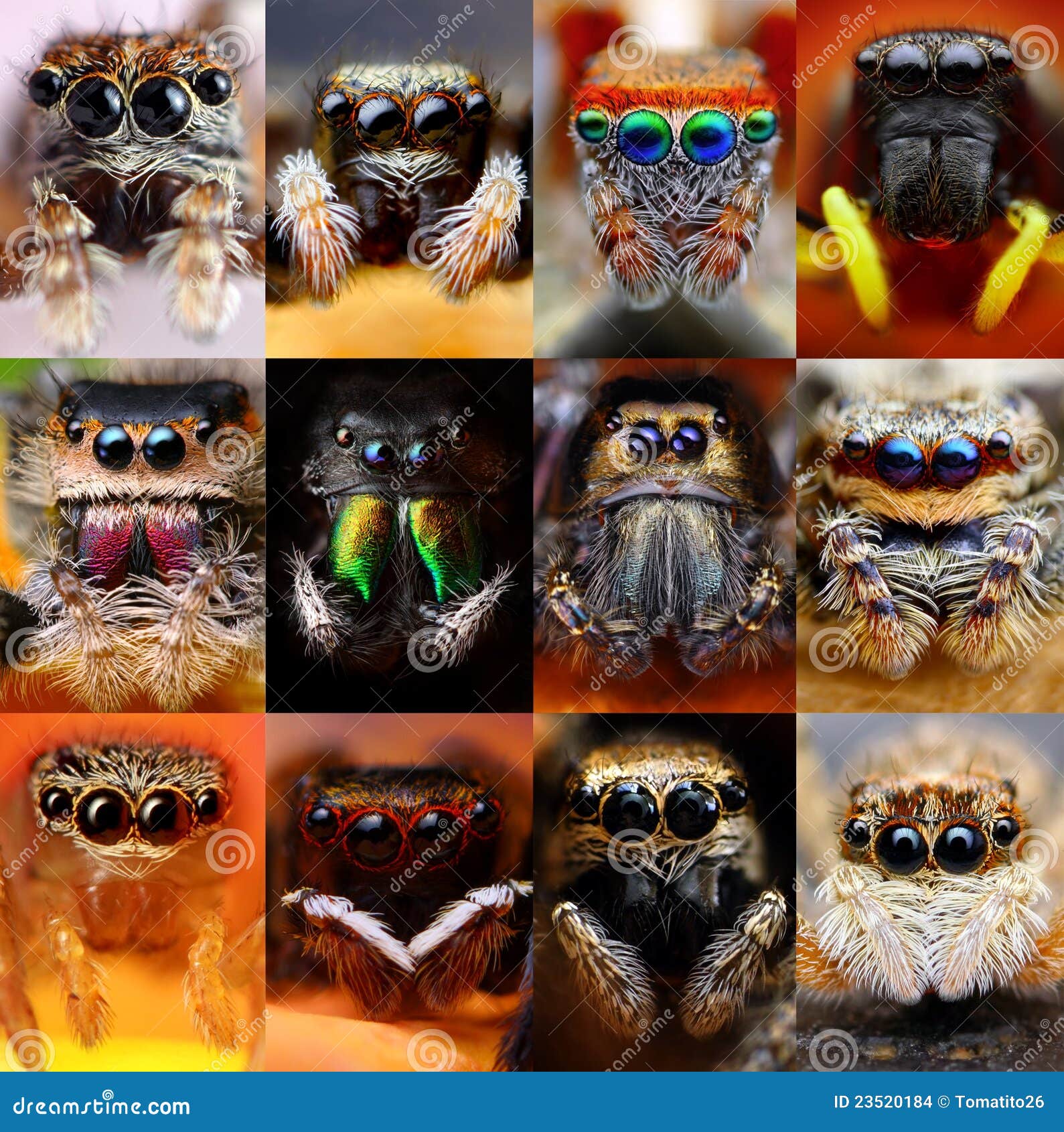 Set of jumping spiders stock photo. Image of phiddipus - 23520184