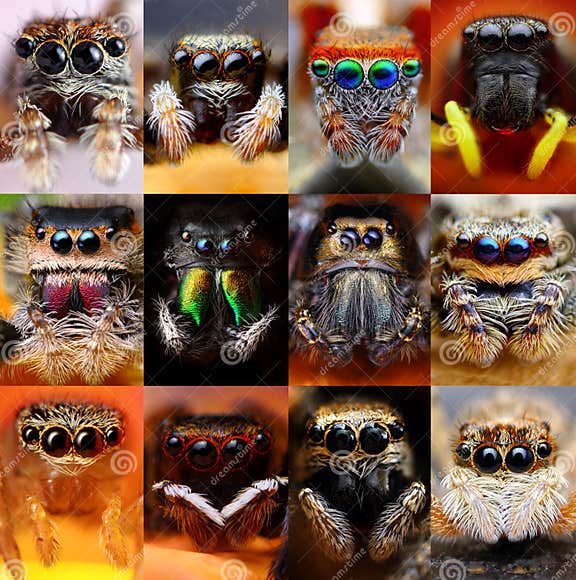 Set of jumping spiders stock photo. Image of phiddipus - 23520184