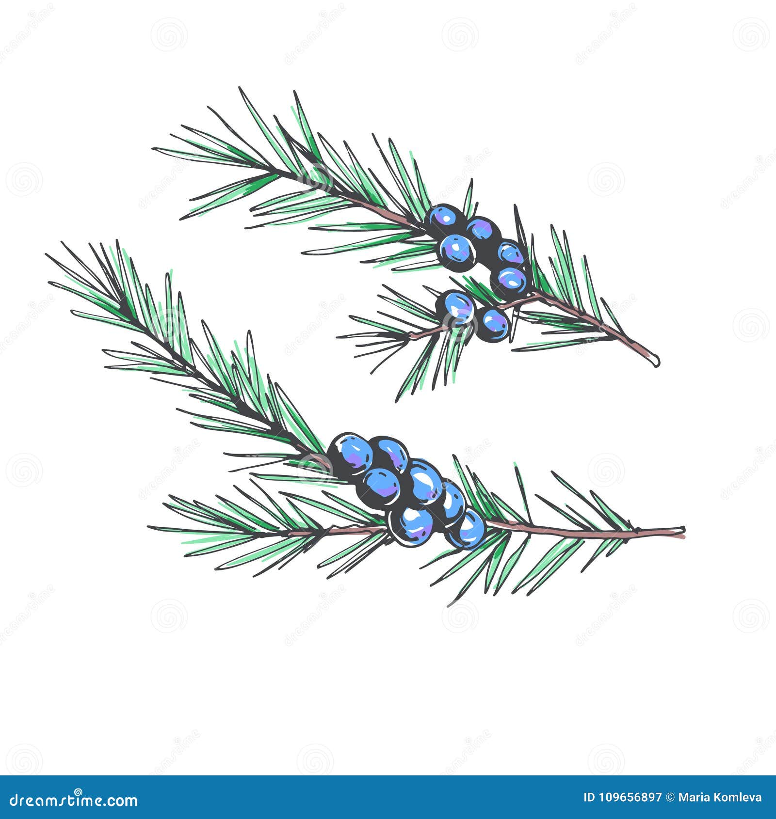 Set of Juniper Branches. Vector Hand Drawn Botanical Illustration with ...