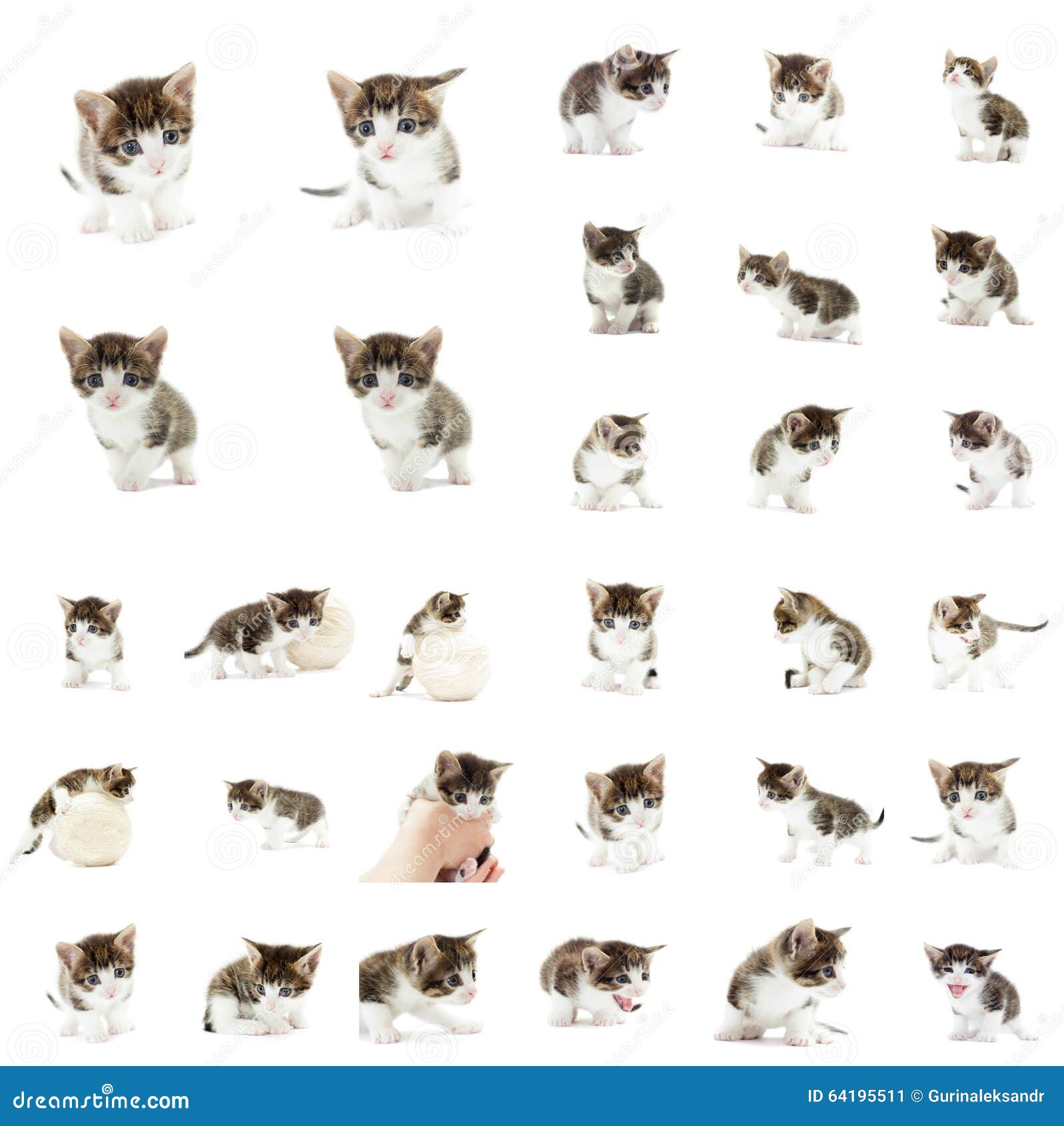 Set of kittens stock image. Image of white, domestic - 64195511
