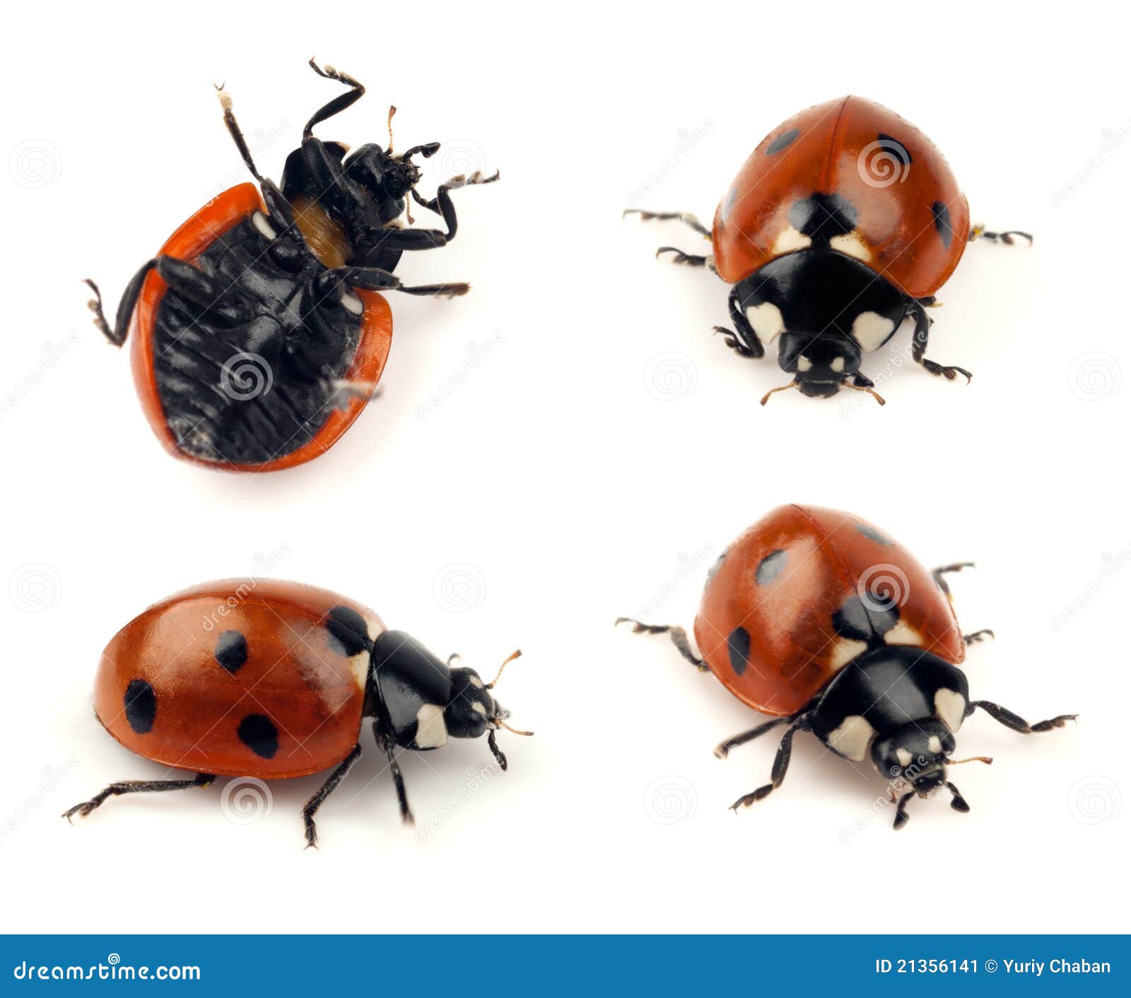 Set of lady bug shots stock image. Image of shiny, beetle - 21356141