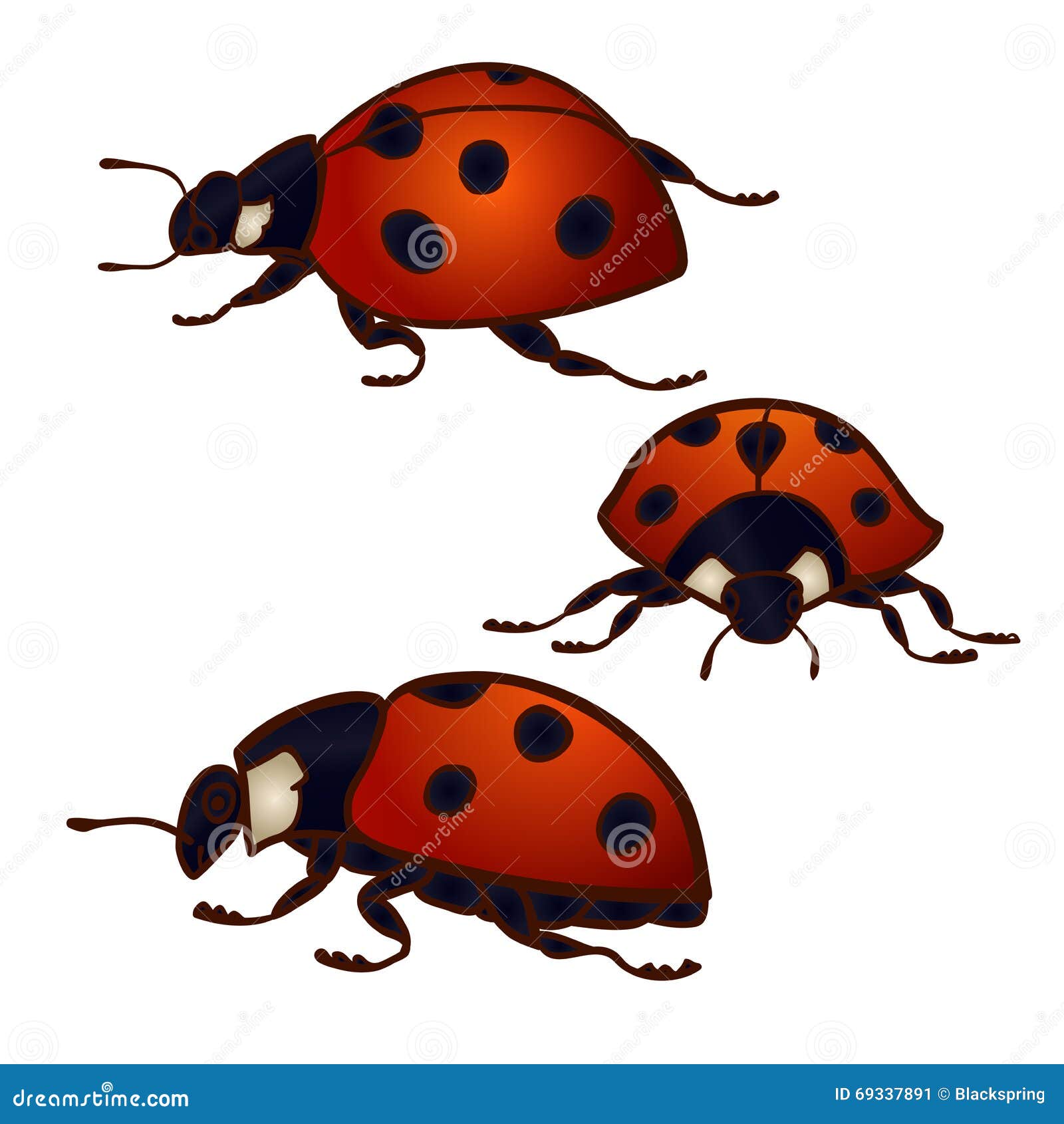 Set of 3 ladybugs stock vector. Illustration of closeup - 69337891