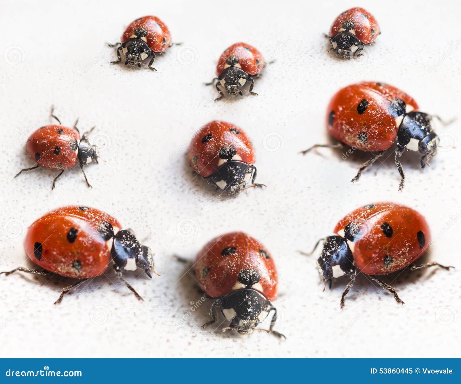Set of Ladybugs after Hibernation in Indoor Stock Image - Image of lady ...
