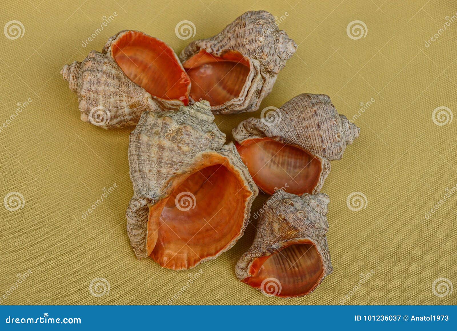 A Set of Large Sea Shells on a Brown Table Stock Image - Image of shell ...