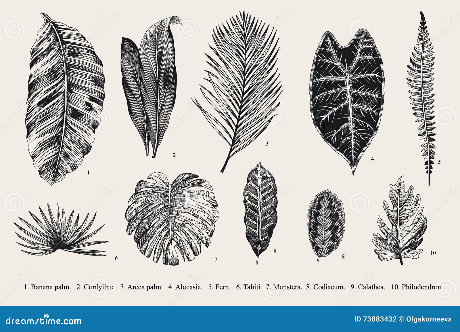 Set Leaf. Exotics. Vintage Vector Botanical Illustration Stock Vector ...
