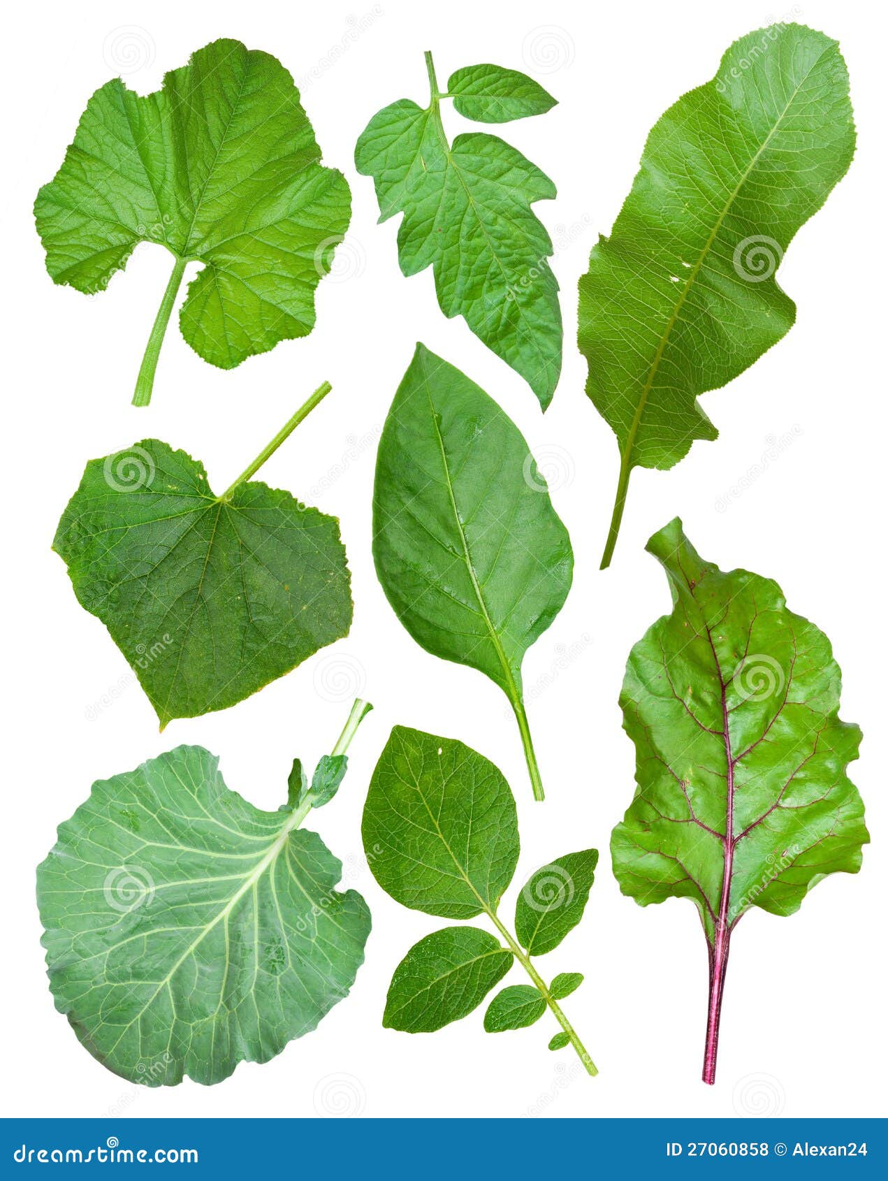Set of leaf vegetables stock photo. Image of cucumbers - 27060858