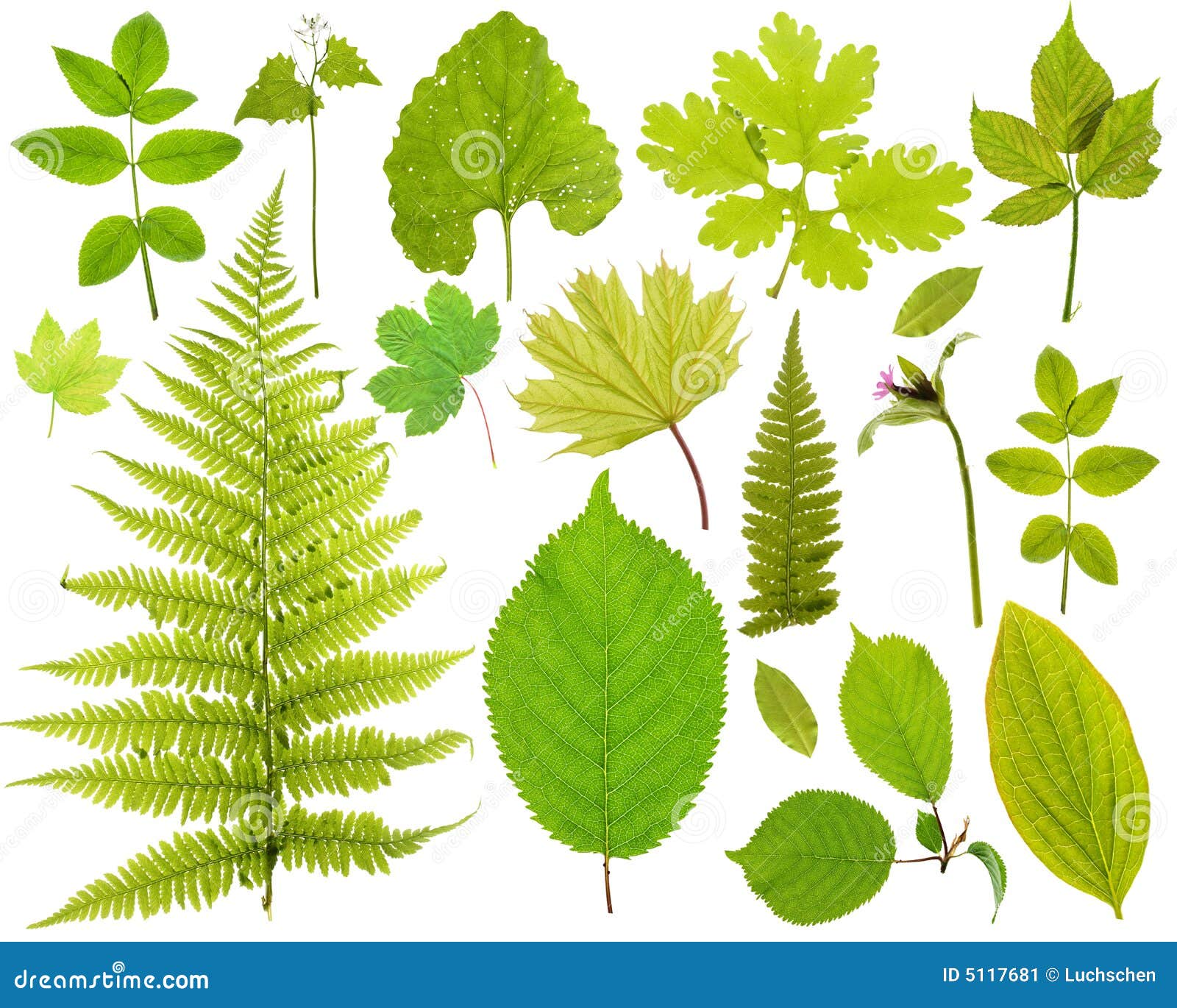 Set of the leaves stock image. Image of plants, life, leaves - 5117681