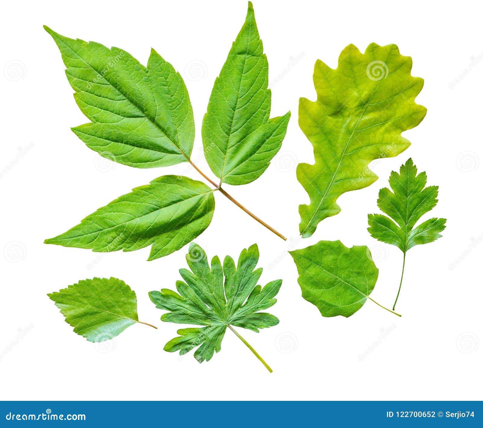 Leaves of the Different Trees. Stock Photo - Image of birch, isolated ...