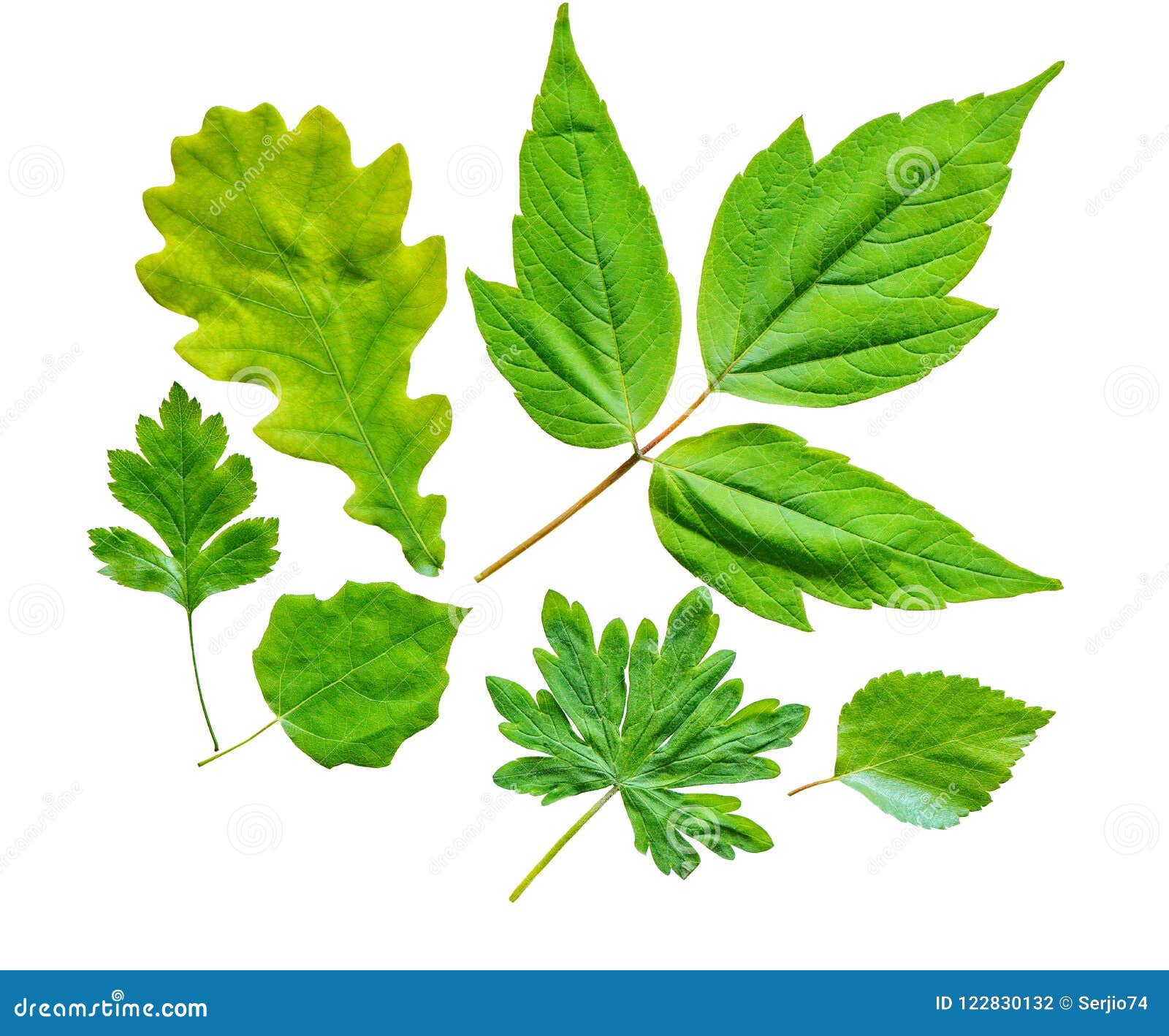 Leaves of the Different Trees. Stock Photo - Image of leaves, lush ...