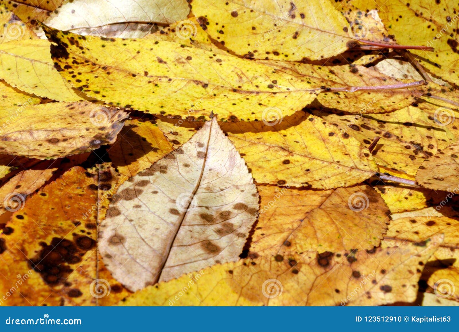 Set of leaves on table stock photo. Image of view, pattern - 123512910