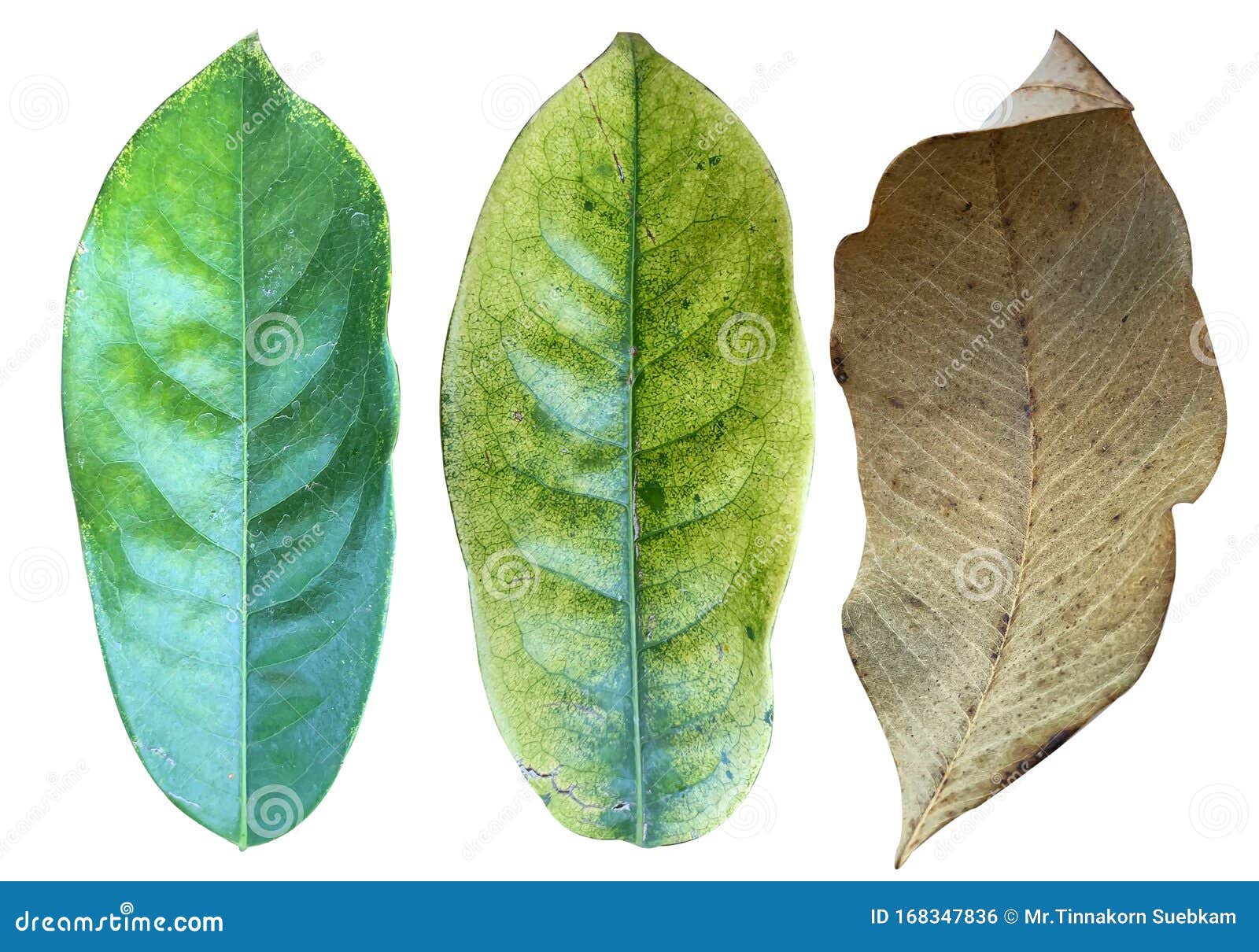 Set of Leaves Various Plant Fresh Leave, Old Leaves and Dry Leave ...