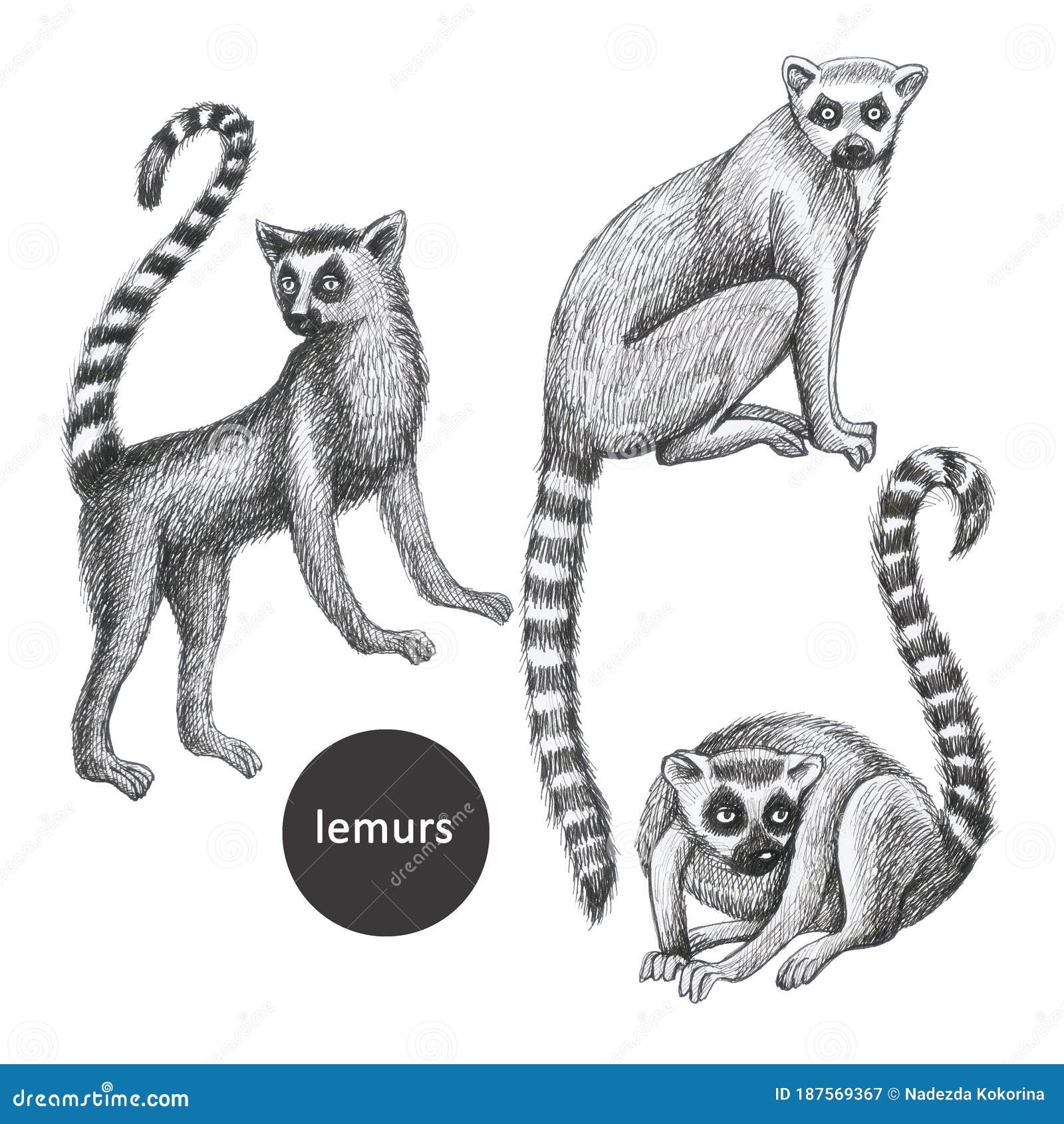 Lemurs Pattern Drawing Silhouette Tropical Animals Isolate Object White ...