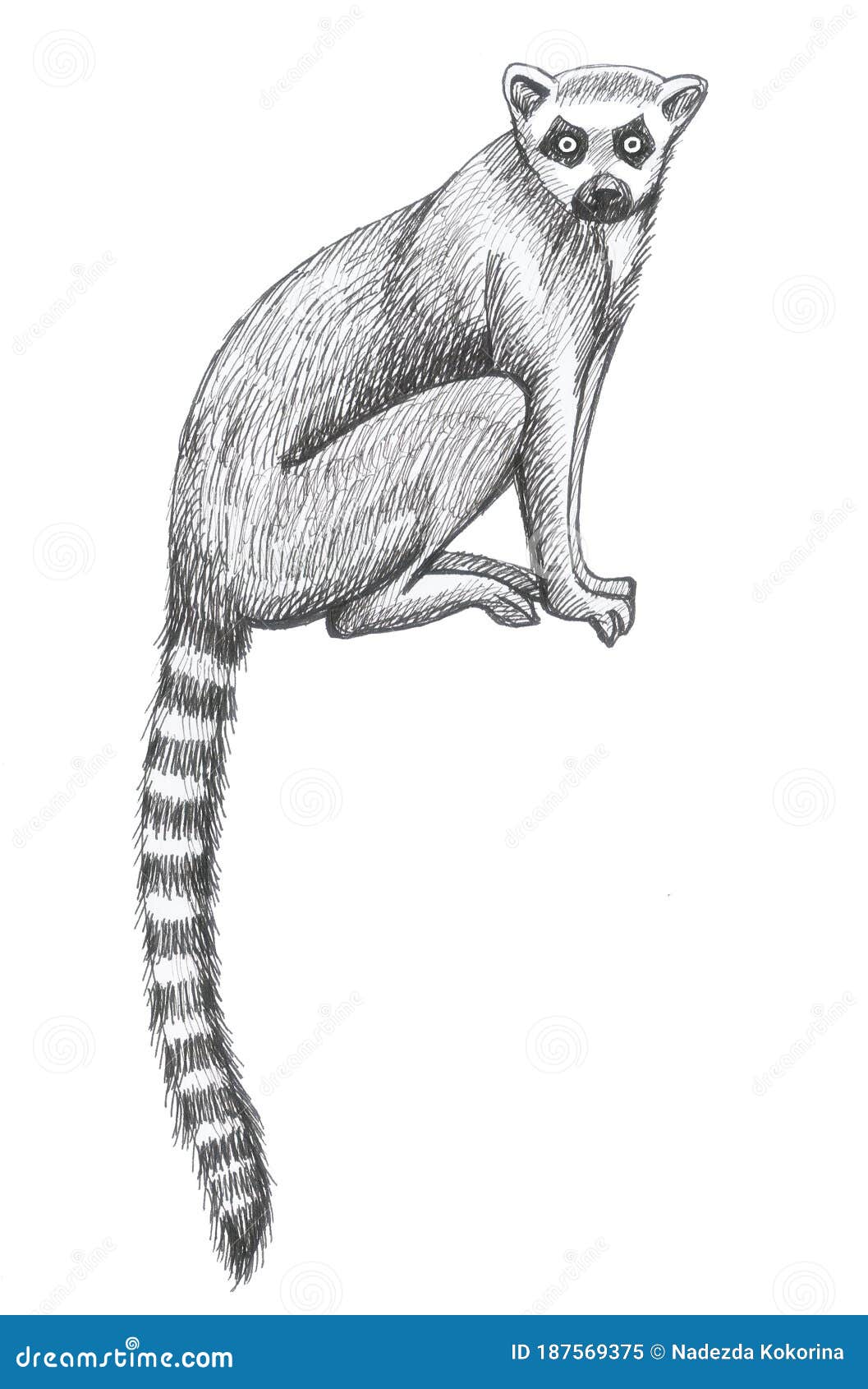 Lemurs Pattern Drawing Silhouette Tropical Animals Isolate Object ...