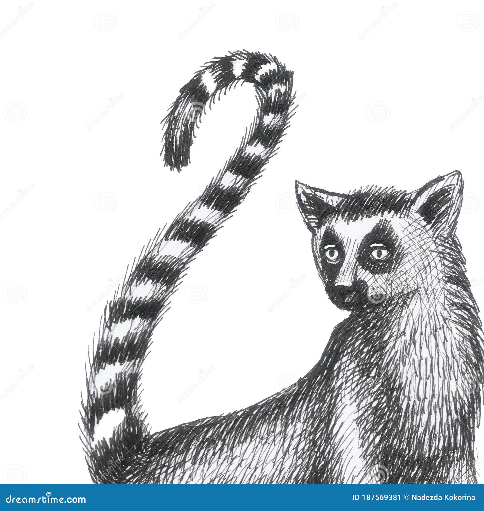 Lemurs Pattern Drawing Silhouette Tropical Animals Isolate Object White ...