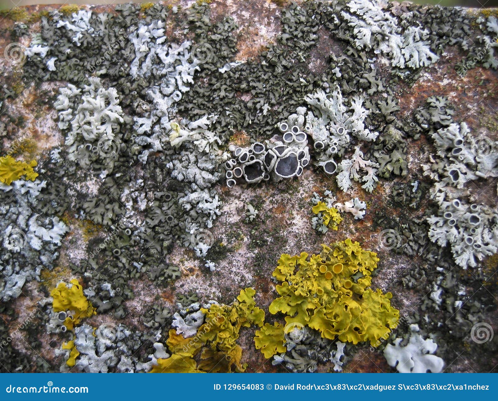Set of Lichens of Different Colors Stock Image - Image of closeup ...