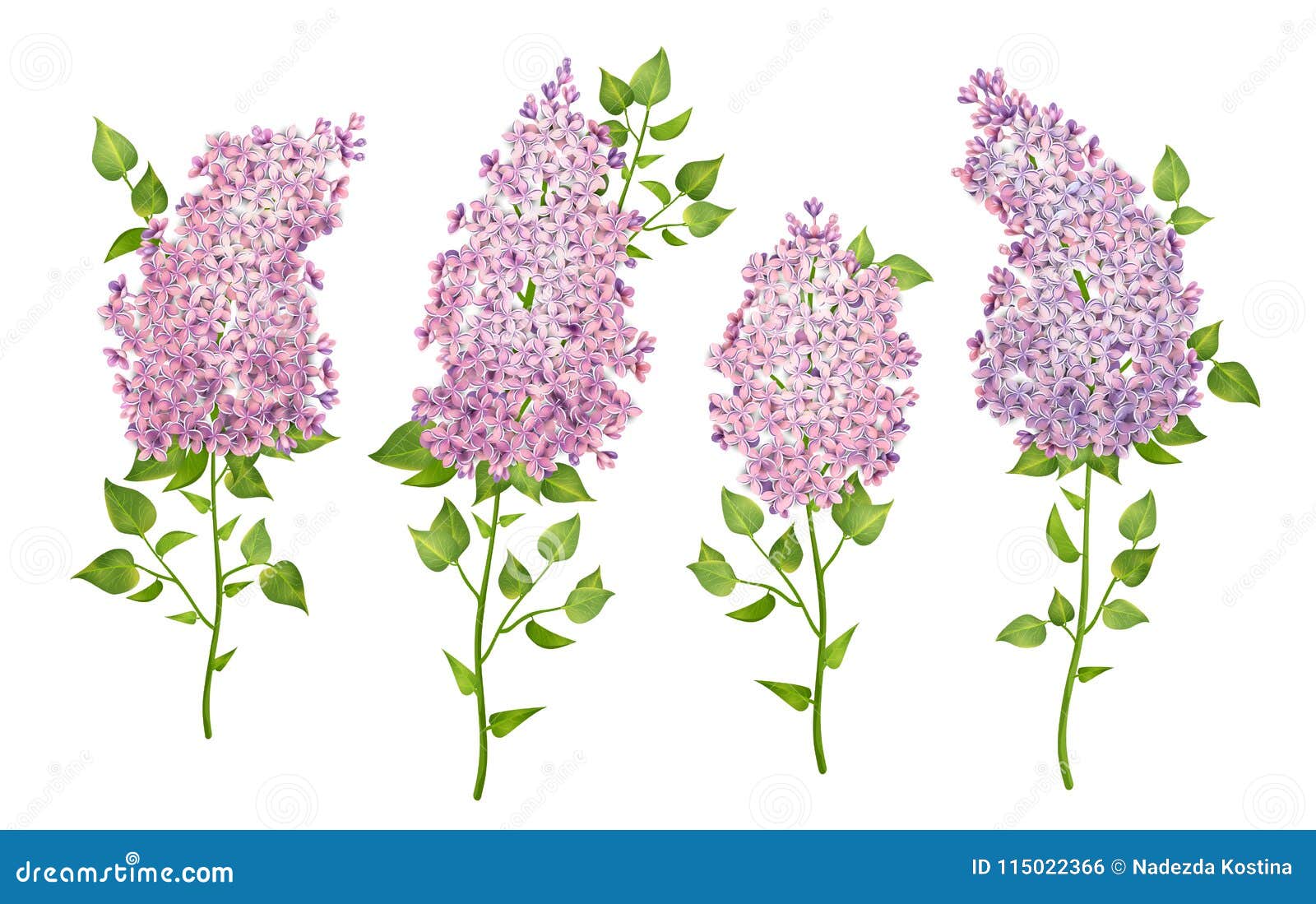 Set of Lilac Flowers stock vector. Illustration of vintage - 115022366
