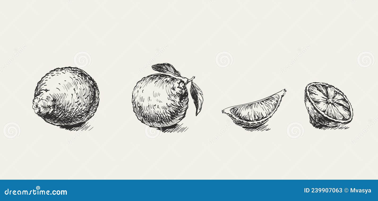 Set Lime Hand Drawn Vector Illustration. Sketch Ink Stock Vector ...