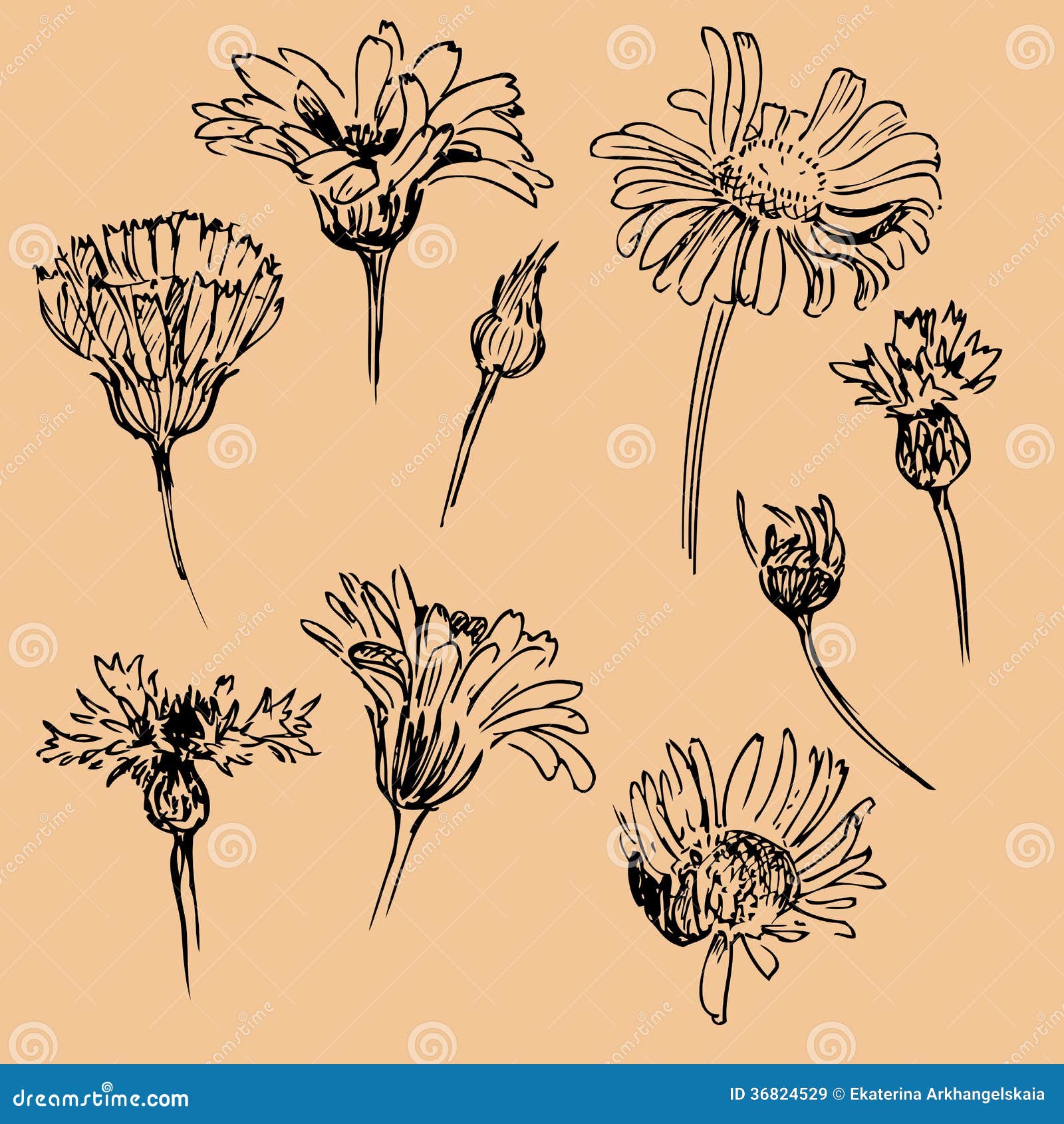 Set Line Drawing Herbs Stock Photos - 3 Images