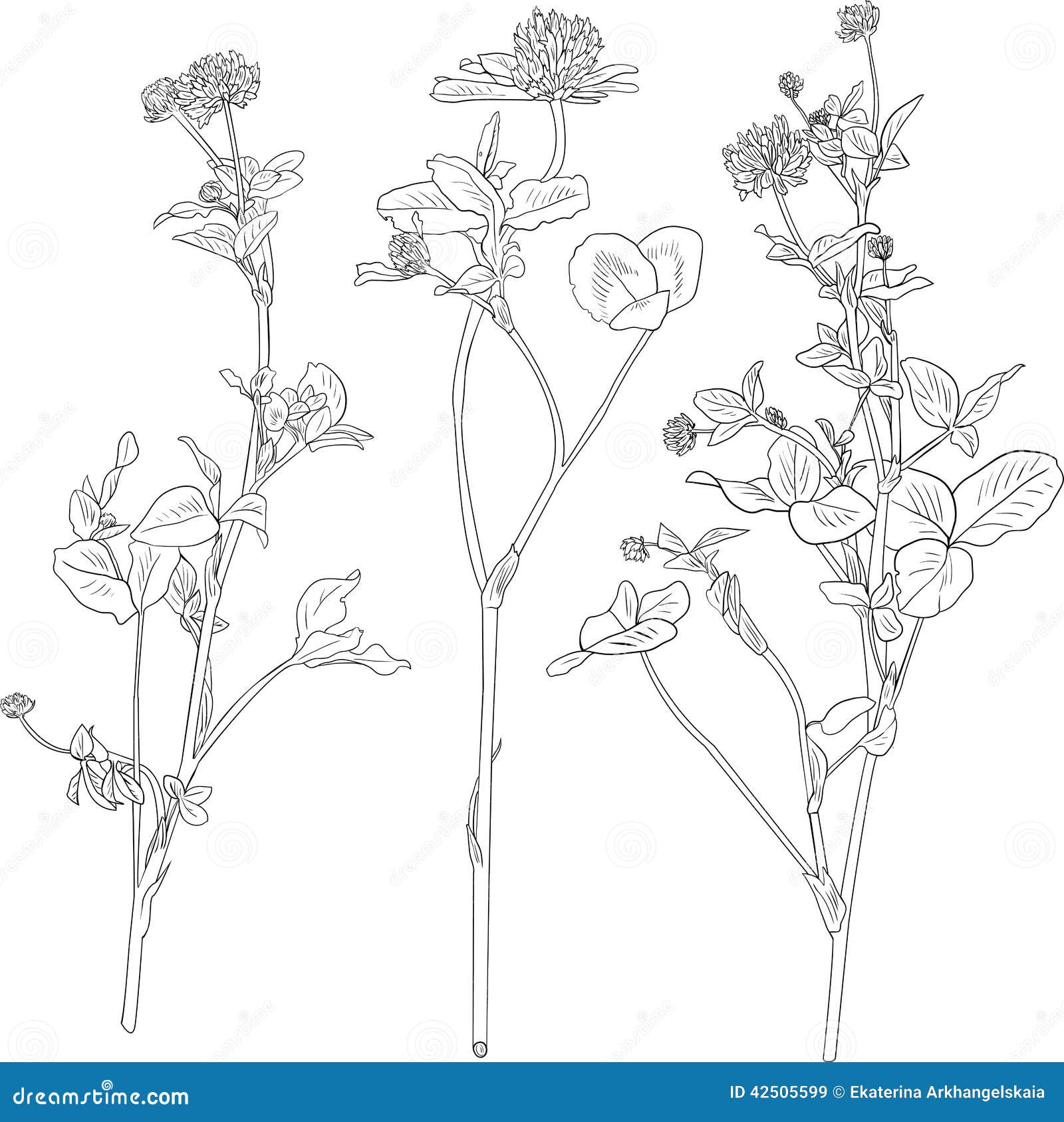 Set of Line Drawing Clovers Stock Vector - Illustration of clover ...