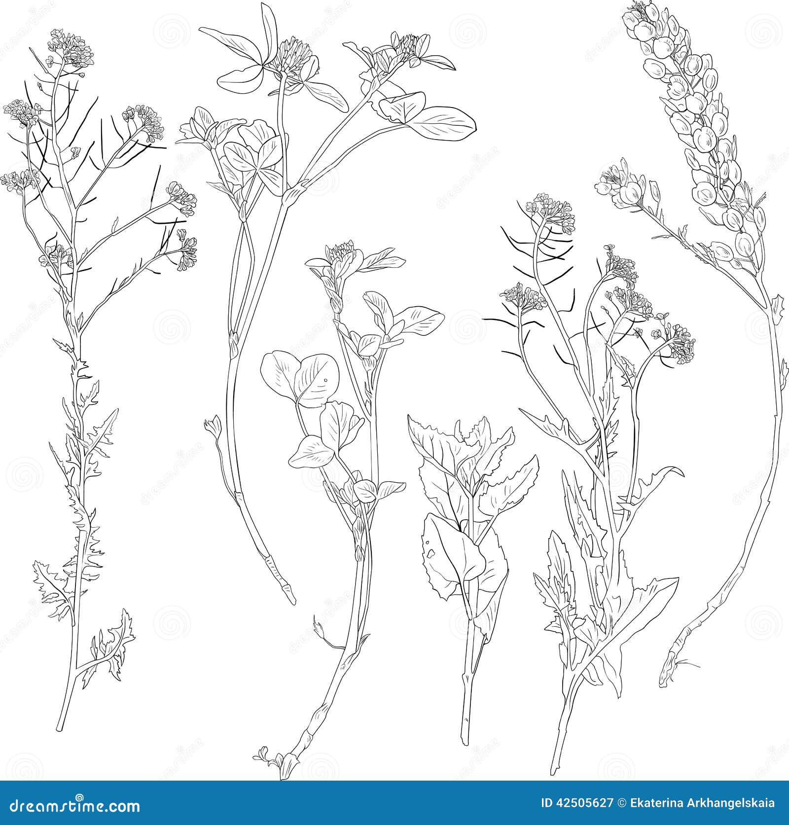 Set of Line Drawing Herbs and Flowers Stock Vector - Illustration of ...