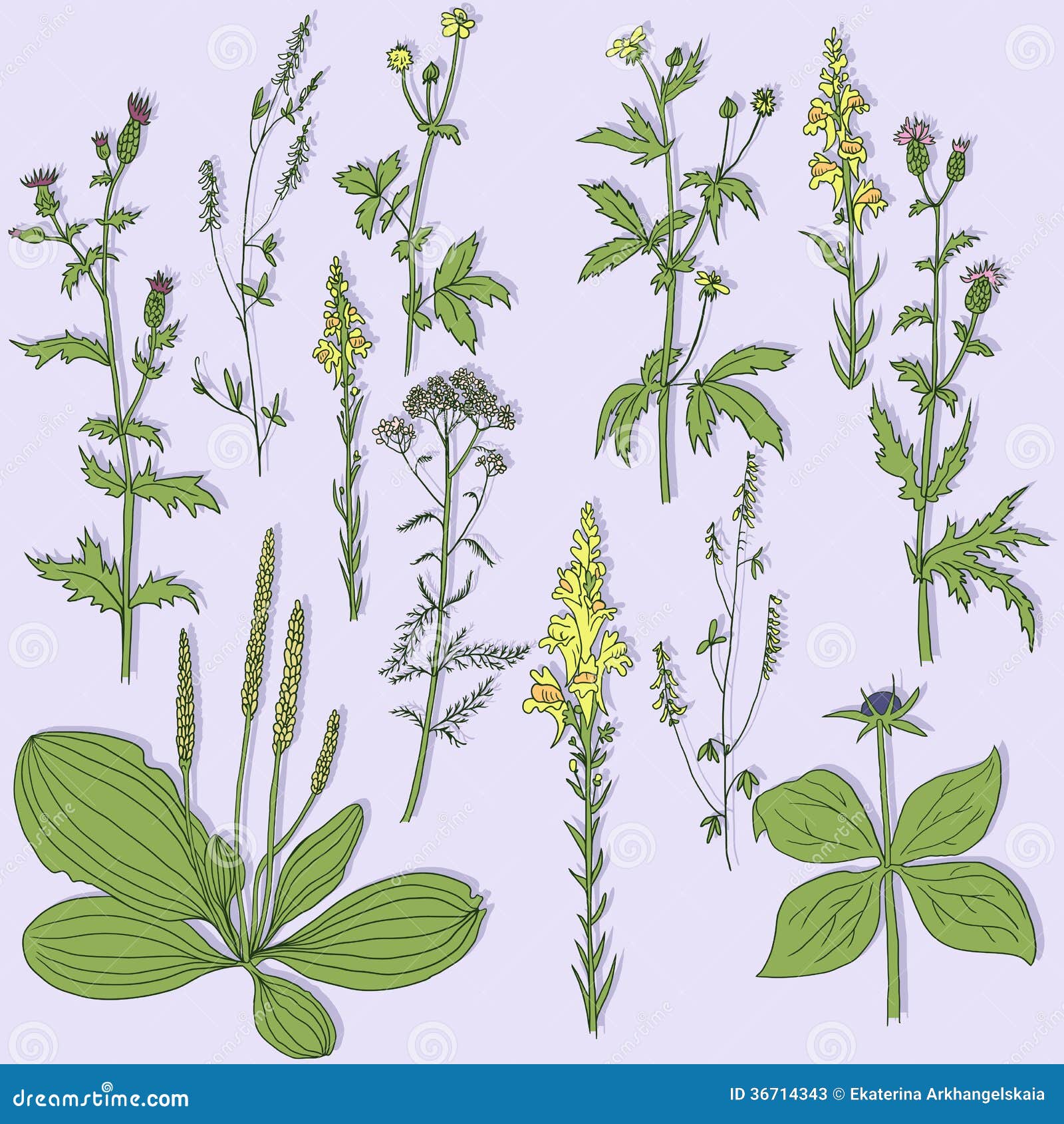 Set of line drawing herbs stock vector. Illustration of banewort - 36714343